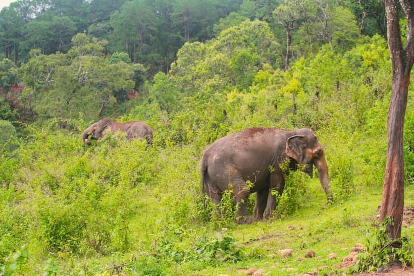 Chiang Mai: Day for Elephant Observation Only Half-day Trip - Authentic Elephant Observation and Ethical Tourism