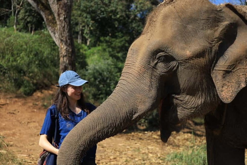 Chiang Mai: Doi Inthanon Hiking Tour & Elephant Care Program - Authenticity and Value for Money