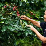 Chiang Mai: Doi Inthanon National Park Sightseeing Only - A Detailed Look at the Tour Experience