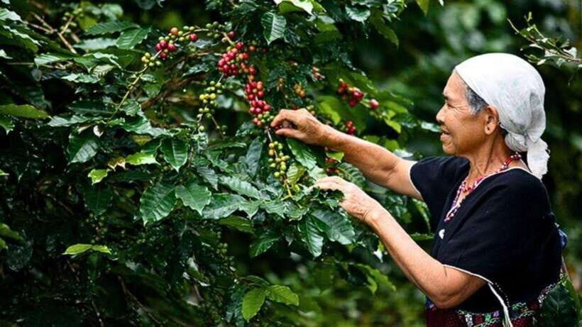 Chiang Mai: Doi Inthanon National Park Sightseeing Only - A Detailed Look at the Tour Experience