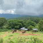 Chiang Mai: Elephant Dream Project Sanctuary - Half-Day - Key Points