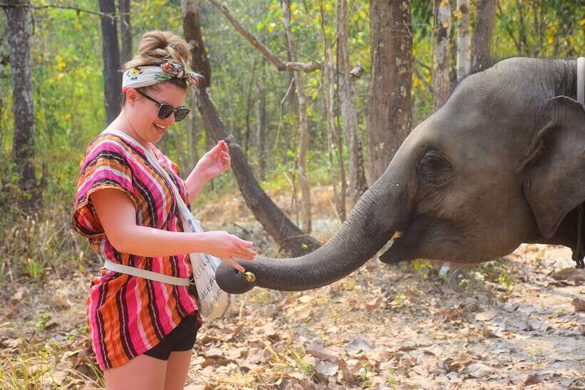 Chiang Mai: Elephant Feeding Experience - Key Points