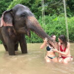 Chiang Mai: Elephant Sanctuary & Waterfall Group Tour - Authentic Experiences and Honest Insights