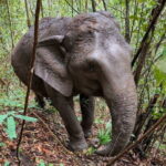 Chiang Mai Half Day Elephant Sanctuary Observation and Waterfall - Why Choose This Tour?