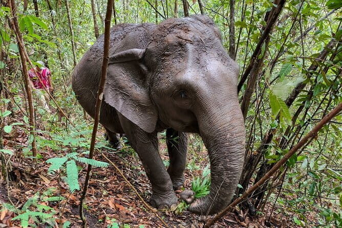Chiang Mai Half Day Elephant Sanctuary Observation and Waterfall - Why Choose This Tour?