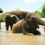 Chiang Mai: Jungle Jumbo Elephant Sanctuary with Waterfall - The Value Proposition