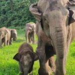 Chiang Mai | TeeTee Elephant Home Elephant Care Half-Day - The Experience Through the Lens of Visitors