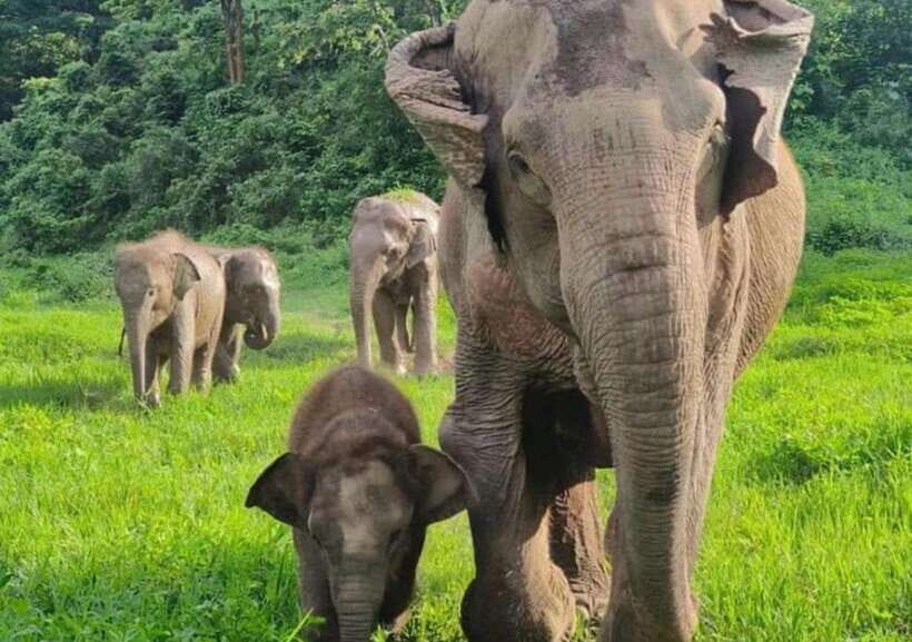Chiang Mai | TeeTee Elephant Home Elephant Care Half-Day - The Experience Through the Lens of Visitors