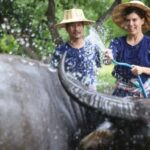 Chiang Mai: Thai Buffalo and Rice Planting Experience - Key Points to Remember
