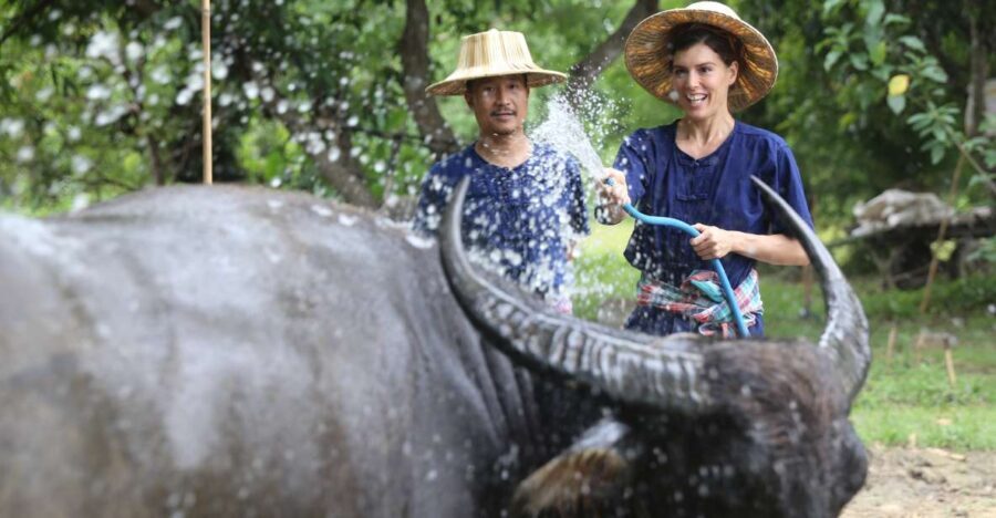 Chiang Mai: Thai Buffalo and Rice Planting Experience - Key Points to Remember