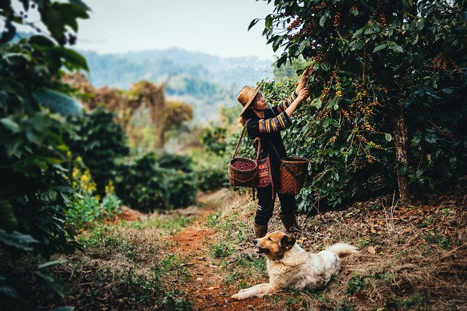 Chiang Rai Walking Tour: Golden Triangle & Doi Tung - Practical Details & What to Expect