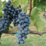 Chianti Day trip from Florence - Analyzing the Value