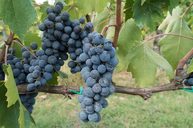 Chianti Day trip from Florence - Analyzing the Value