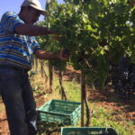Chihuahua: Elemental Wine Experience with Tasting and Tour - What You Can Expect from the Tour