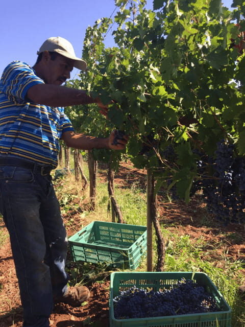 Chihuahua: Elemental Wine Experience with Tasting and Tour - What You Can Expect from the Tour