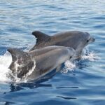 Chincoteague Dolphin Watching Boat Tour - Why This Tour Stands Out