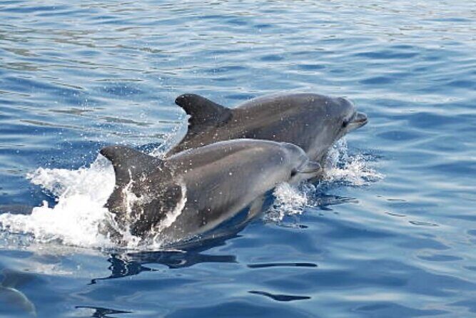 Chincoteague Dolphin Watching Boat Tour - Why This Tour Stands Out