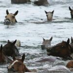 Chincoteague Pony Swim Kayak Tour 2026 with shuttle - Final Words on Value and Suitability