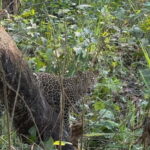 Chitwan: 2 Full day jungle walk with Canoeing all inclusive - Detailed Breakdown of the Itinerary