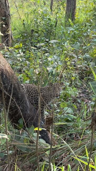 Chitwan: 2 Full day jungle walk with Canoeing all inclusive - Detailed Breakdown of the Itinerary