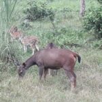 Chitwan Day Tour ( Canoeing+Jungle Walk+ Jeep Safari ) - An In-Depth Look at the Chitwan Day Tour