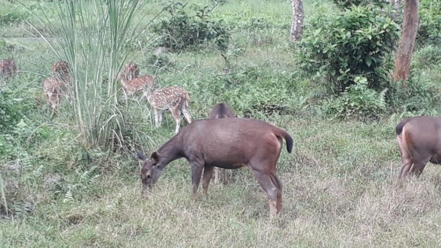 Chitwan Day Tour ( Canoeing+Jungle Walk+ Jeep Safari ) - An In-Depth Look at the Chitwan Day Tour