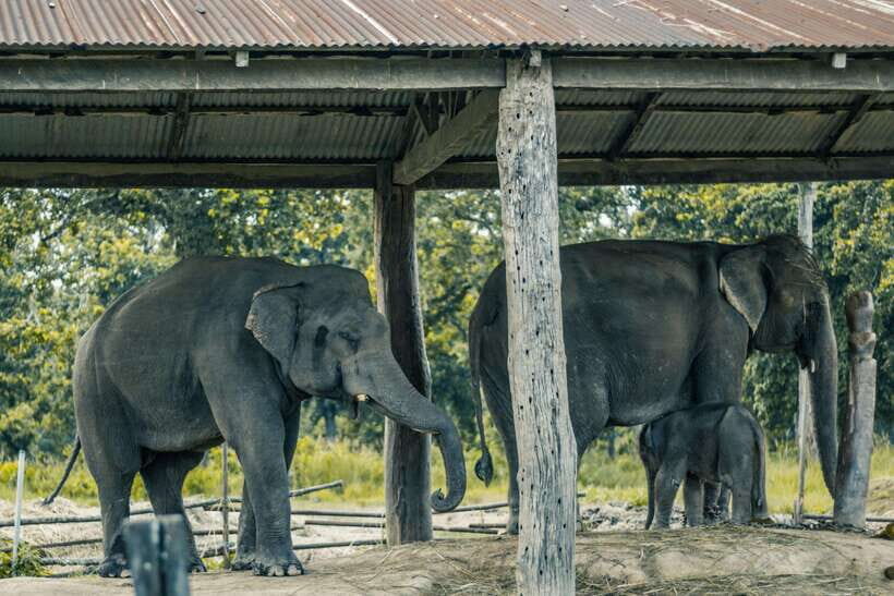Chitwan Jungle Safari - 2 nights / 3 days - Who Should Consider This Tour?