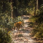 Chitwan National Park: Canoeing and Jungle Walk with Lunch - A Detailed Look at the Tour Experience