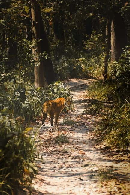 Chitwan National Park: Canoeing and Jungle Walk with Lunch - A Detailed Look at the Tour Experience