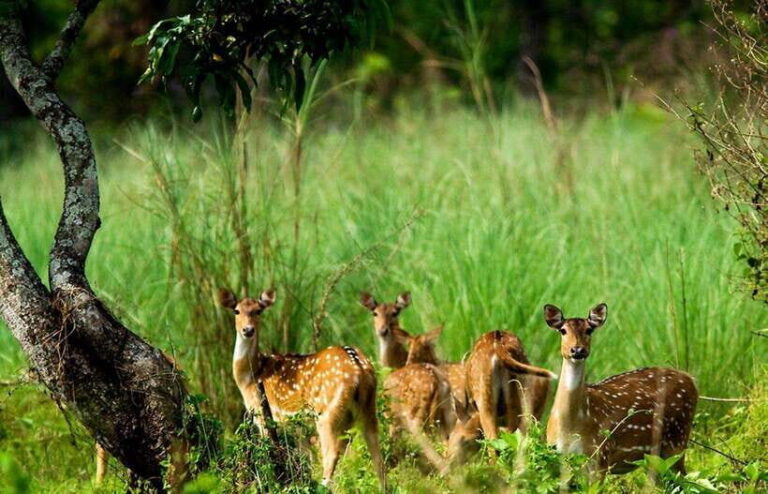 Chitwan National Park: Tower Night Stay with Nature Guide - What’s Most Unique about This Tour
