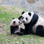 Chongqing Private City Tour Extention - Who Should Book This Tour?