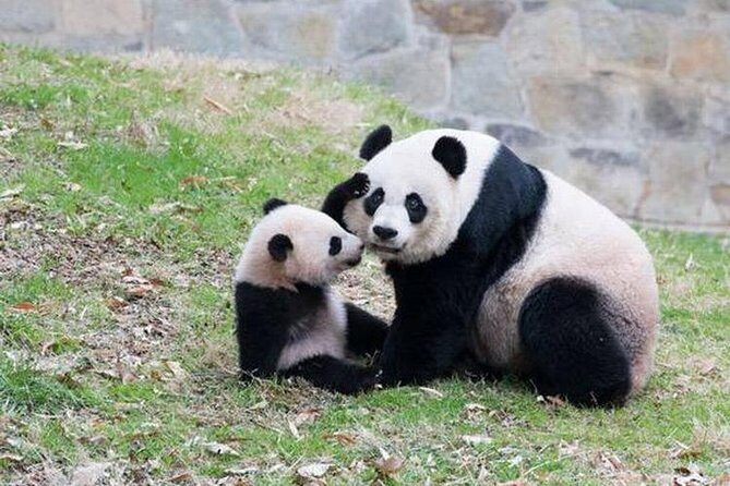 Chongqing Private City Tour Extention - Who Should Book This Tour?