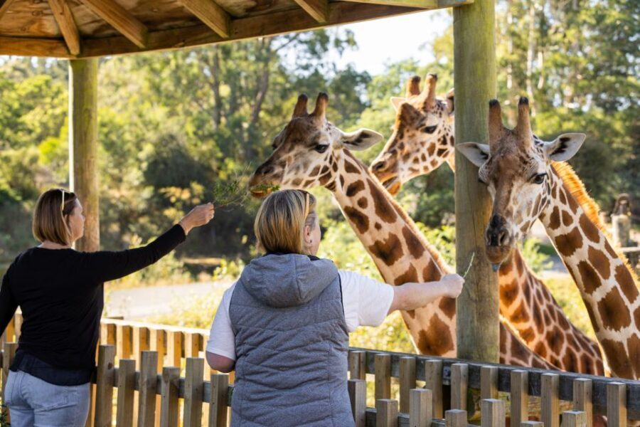 Christchurch: Orana Wildlife Park Admission - An Overview of the Experience