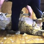 Christchurch Sheep Farm Visit - The Logistics and Group Experience