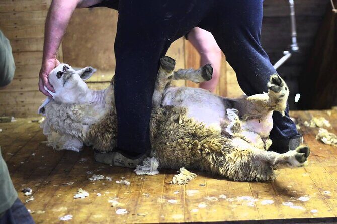 Christchurch Sheep Farm Visit - The Logistics and Group Experience