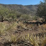Chrysotile, AZ: Off-Road Adventure Gleason Flat - Salt River - What Can You Expect During the Tour?
