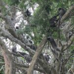 City, Batu Caves, Hot Spring, Silver Leaf Monkey & Fireflies Tour - Dining and Included Tickets