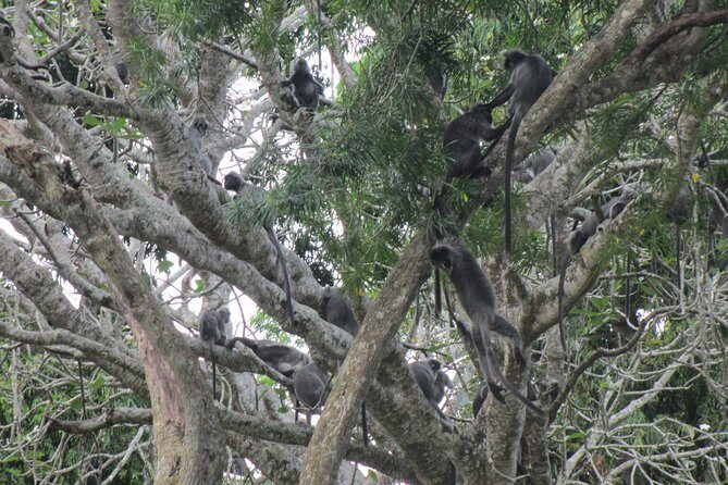 City, Batu Caves, Hot Spring, Silver Leaf Monkey & Fireflies Tour - Dining and Included Tickets