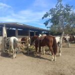 City Tour & Beach Club All Inclusive HorseBack Ride Sports - What Makes This Tour Stand Out?