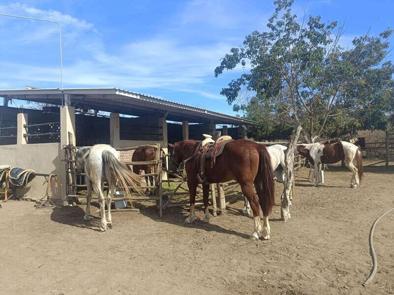 City Tour & Beach Club All Inclusive HorseBack Ride Sports - What Makes This Tour Stand Out?