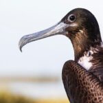 Classic 3-island tour on a shared boat-Entrance Yalahau included- - Exploring the Itinerary in Detail
