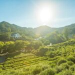 Classic Hangzhou Day Tour Plus Tea Plantation Exploration - Transport, Timing, and Overall Value