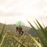 Classic Tequila Tour and CANTARITOS EL GÜERO - What’s Included and What to Watch For