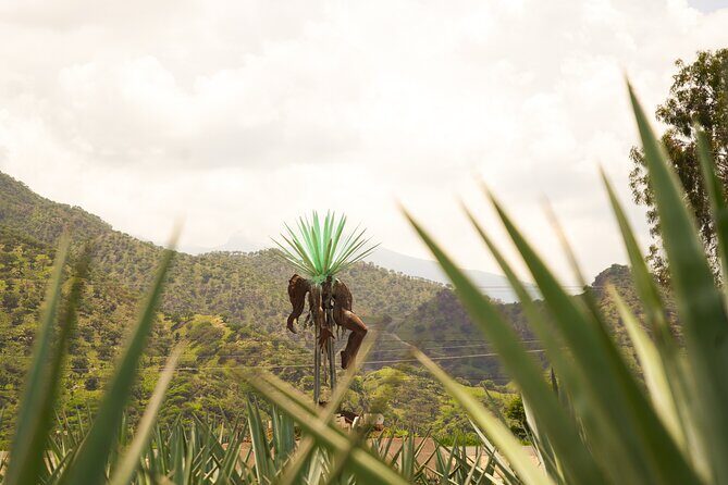 Classic Tequila Tour and CANTARITOS EL GÜERO - What’s Included and What to Watch For