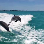Clearwater Beach: Dolphin Excursion - Flippers Fun Boat - What To Expect