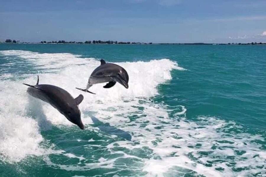 Clearwater Beach: Dolphin Excursion - Flippers Fun Boat - What To Expect