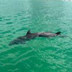 Clearwater Beach: Dolphin & Island Sandbar Cruise - The Authentic Experiences from Travelers