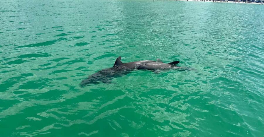 Clearwater Beach: Dolphin & Island Sandbar Cruise - The Authentic Experiences from Travelers