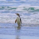 Clearwater Private Penguin & Wildlife Tour from Port Otago (5hrs) - The Conservation Reserve & Penguin Viewing: A Rare Glimpse of Yellow-Eyed Penguins