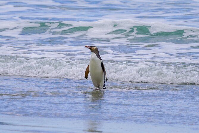 Clearwater Private Penguin & Wildlife Tour from Port Otago (5hrs) - The Conservation Reserve & Penguin Viewing: A Rare Glimpse of Yellow-Eyed Penguins